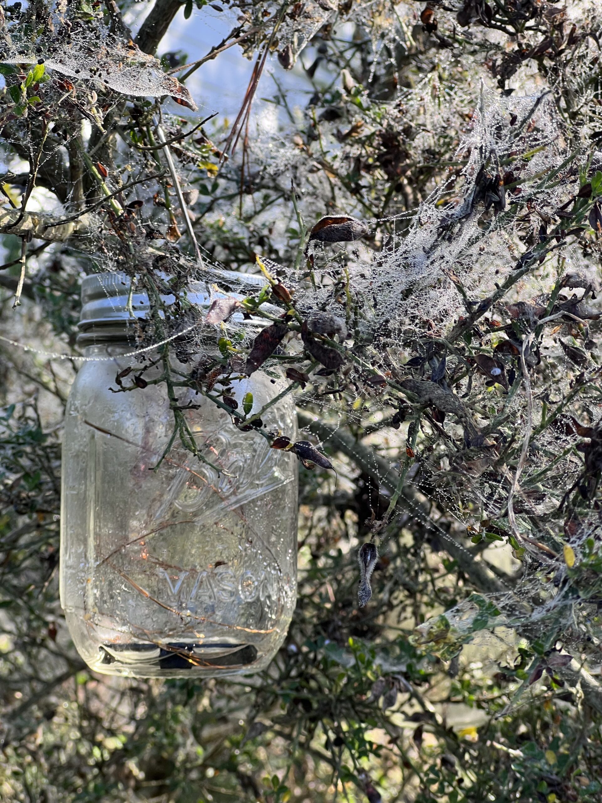 Halloween garden … – A Working Life